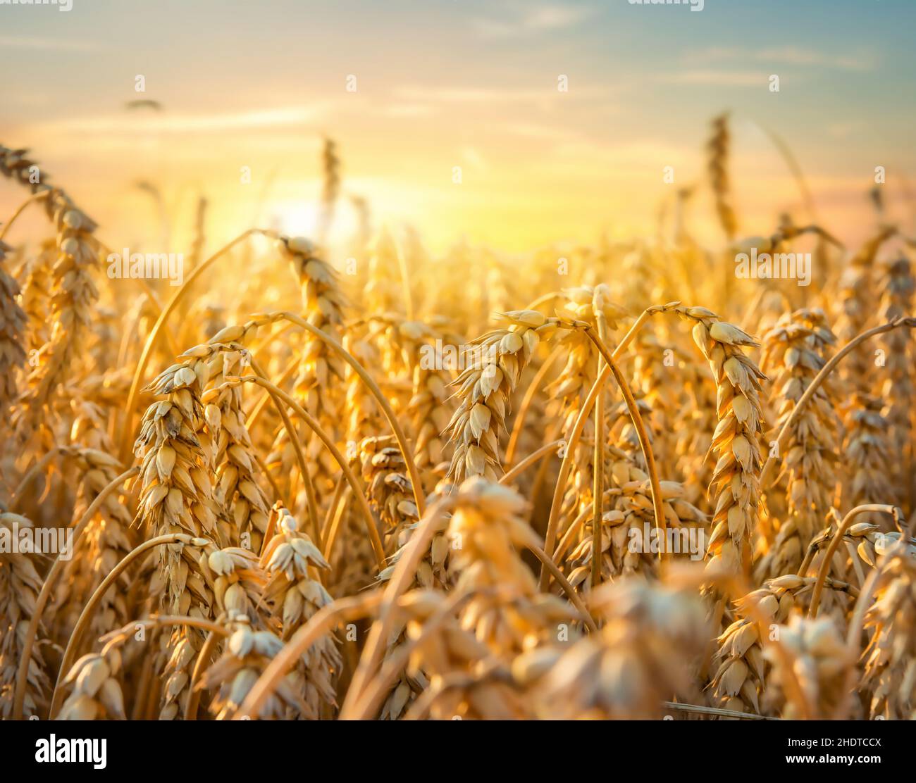 Golden summer fields hi-res stock photography and images - Alamy