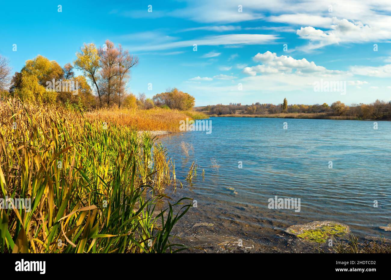 reed, riverbank, reeds, riverbanks Stock Photo - Alamy