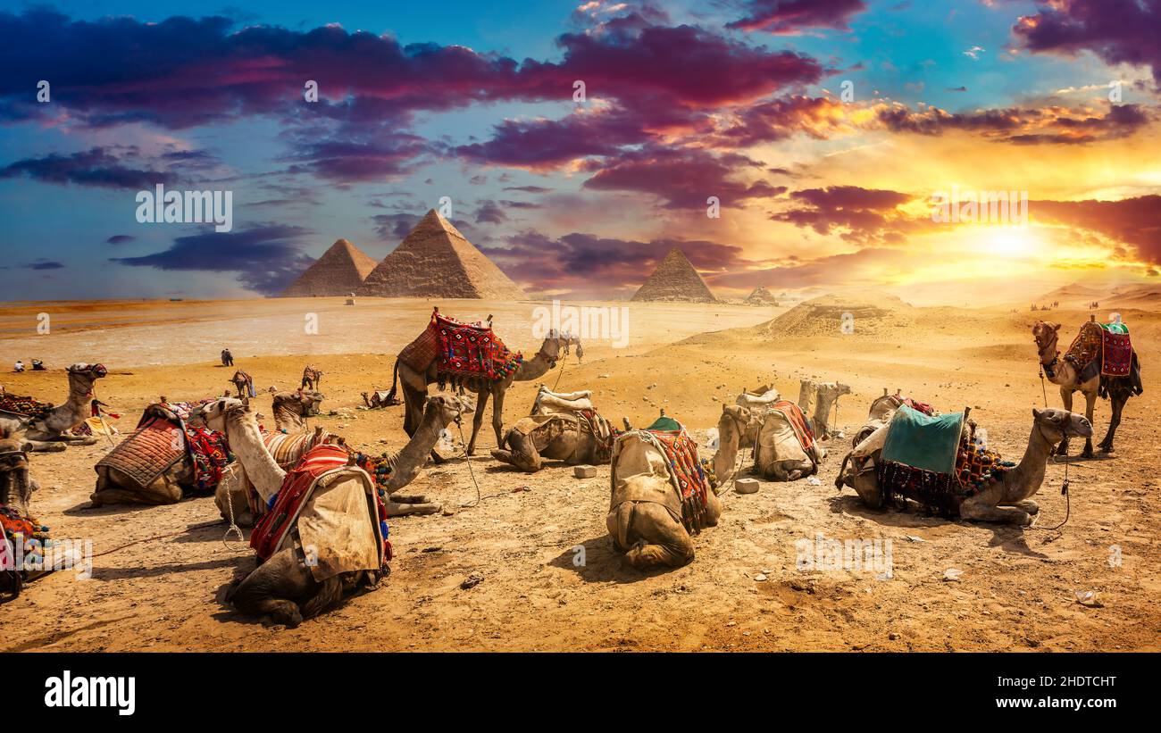 desert, pyramids, camels, deserts, wüste, pyramid, camel Stock Photo ...