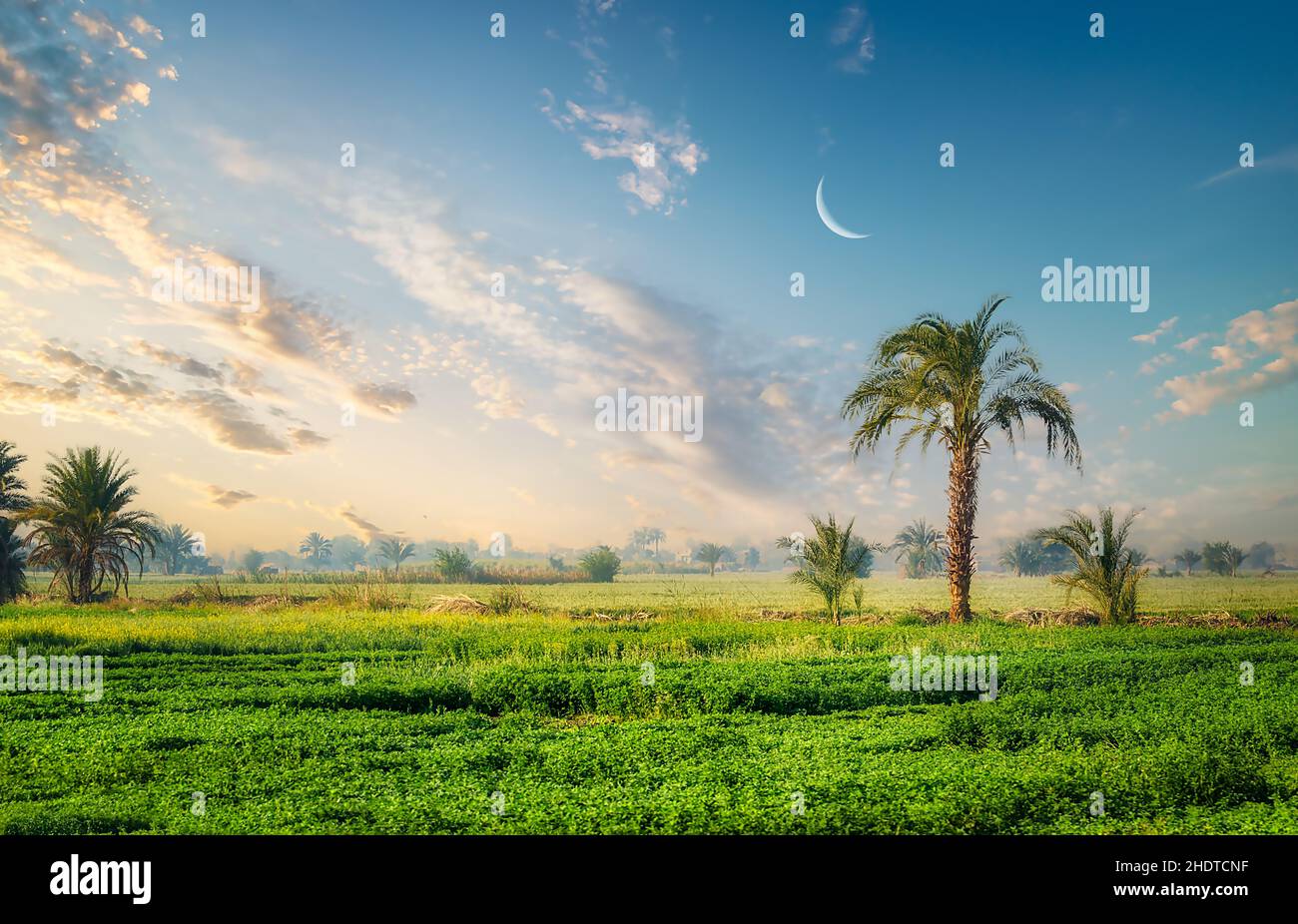 agriculture, egypt, cultivated land, agricultures, egyptian, egypts ...