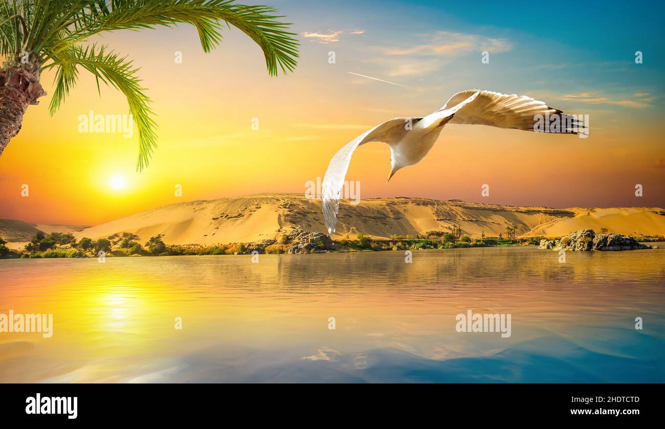 River nile birds hi-res stock photography and images - Alamy