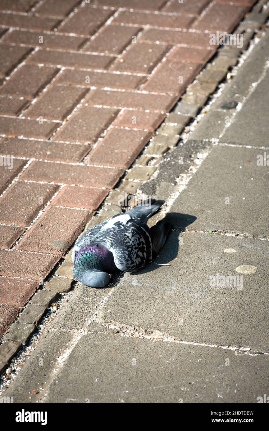 dead animal, dove, dead animals, doves Stock Photo - Alamy