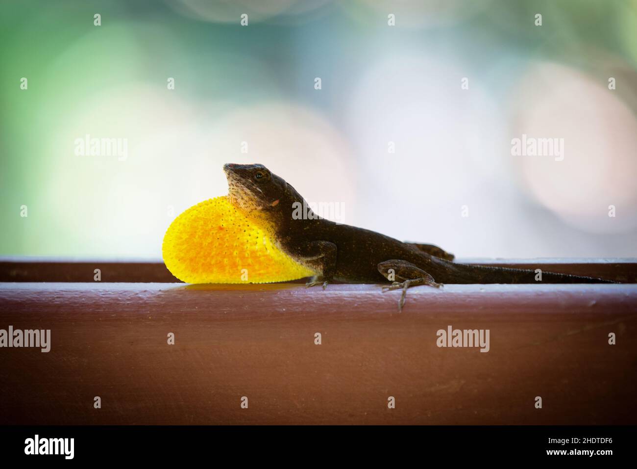 lizard, vocal sac, lizards, vocal sacs Stock Photo - Alamy