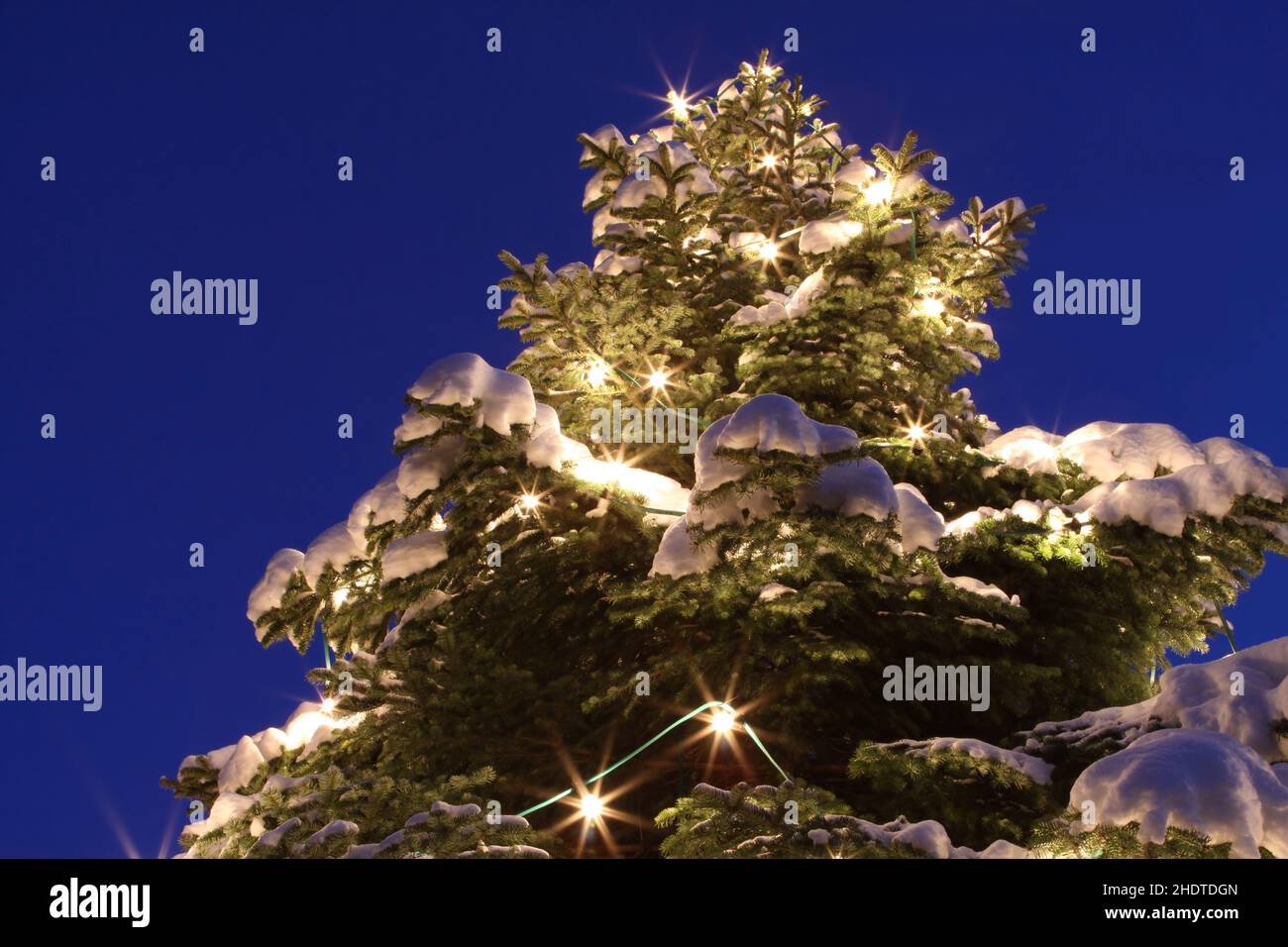 christmas tree, christmas trees Stock Photo - Alamy
