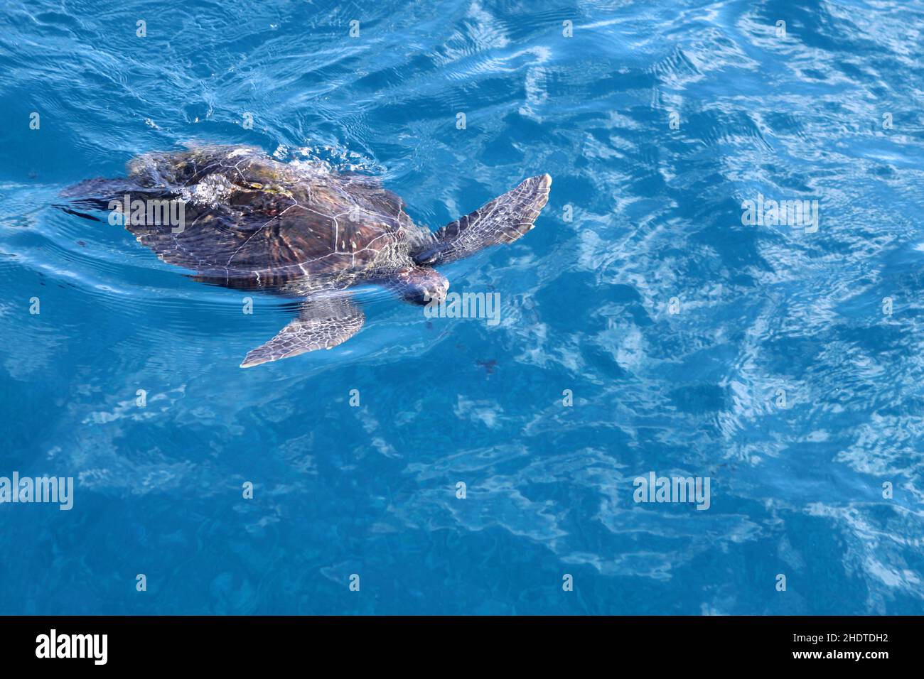hawksbill turtle, hawksbill turtles Stock Photo - Alamy