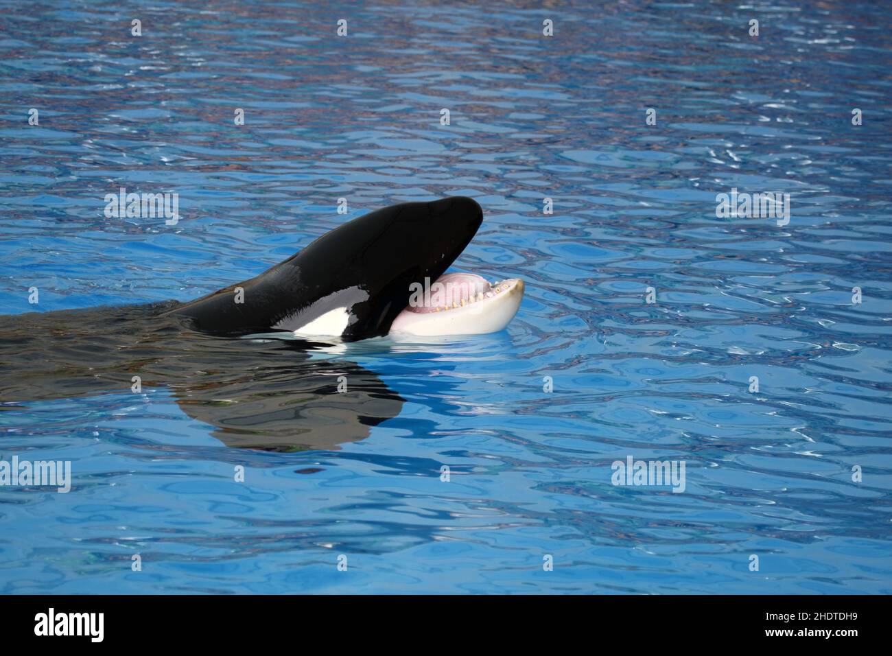Large orca hi-res stock photography and images - Alamy