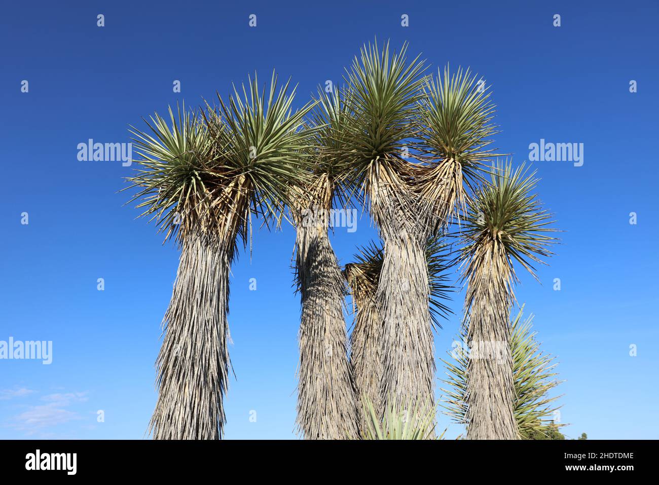 joshua palm tree, joshua palm trees Stock Photo - Alamy