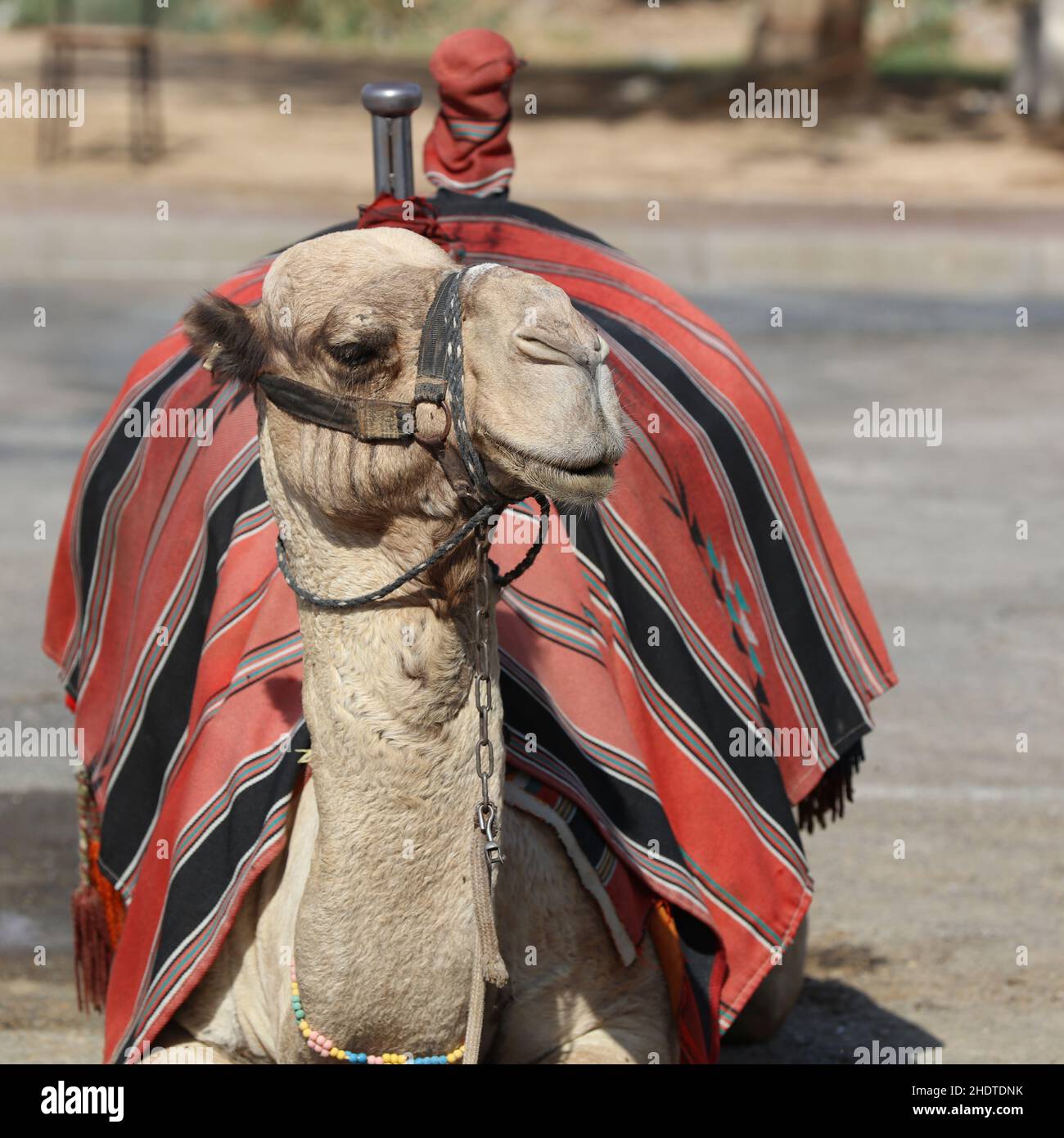 Camel halters hi-res stock photography and images - Alamy
