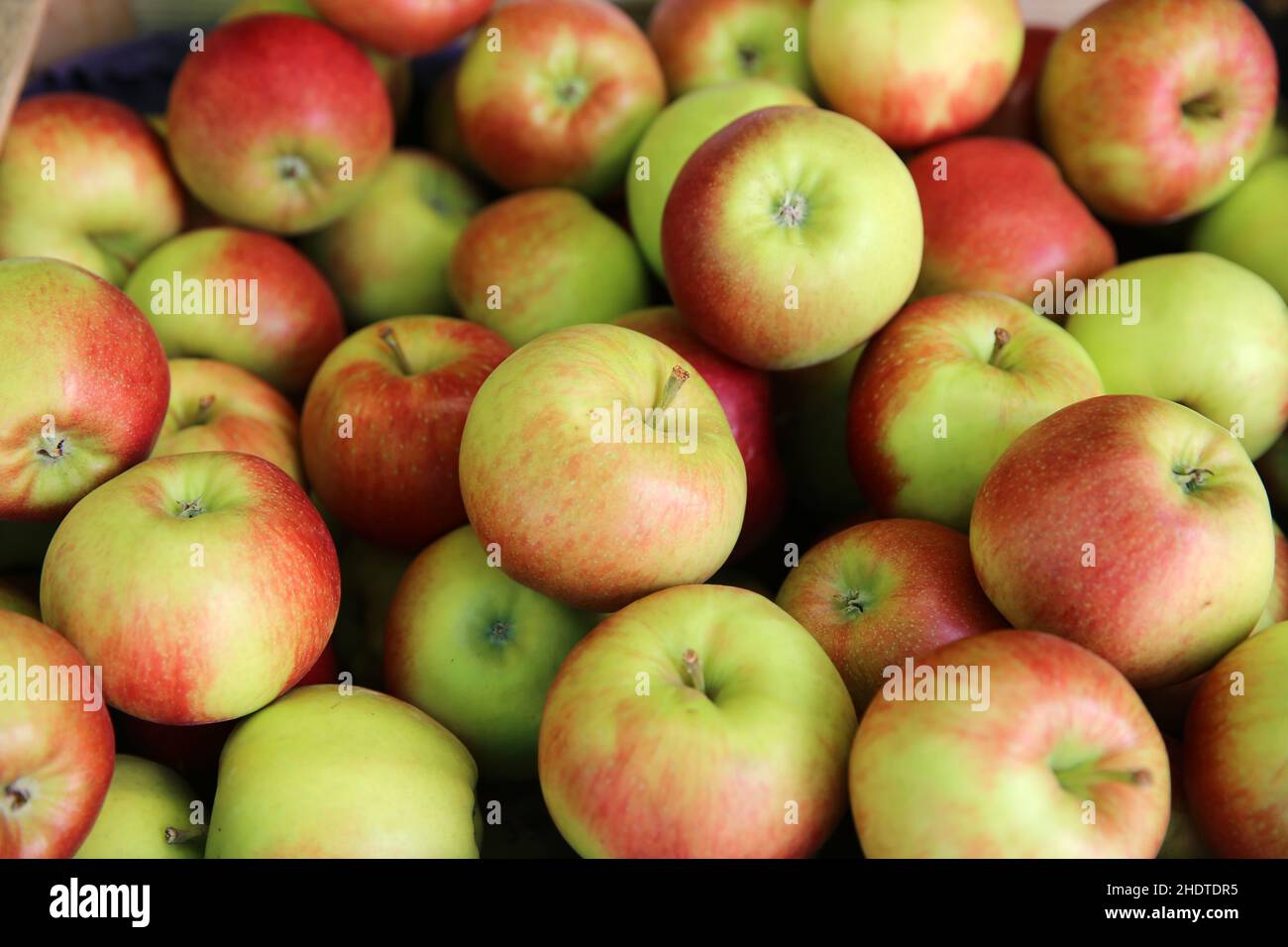 apples, elstar, apple, elstars Stock Photo - Alamy