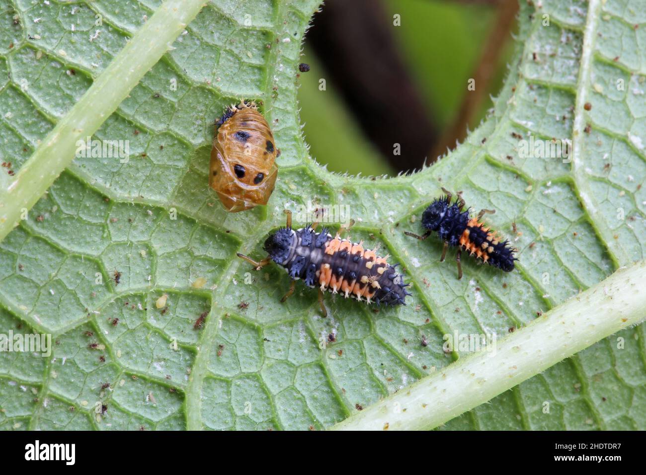 ladybird, larva, ladybeetles, larvas Stock Photo - Alamy