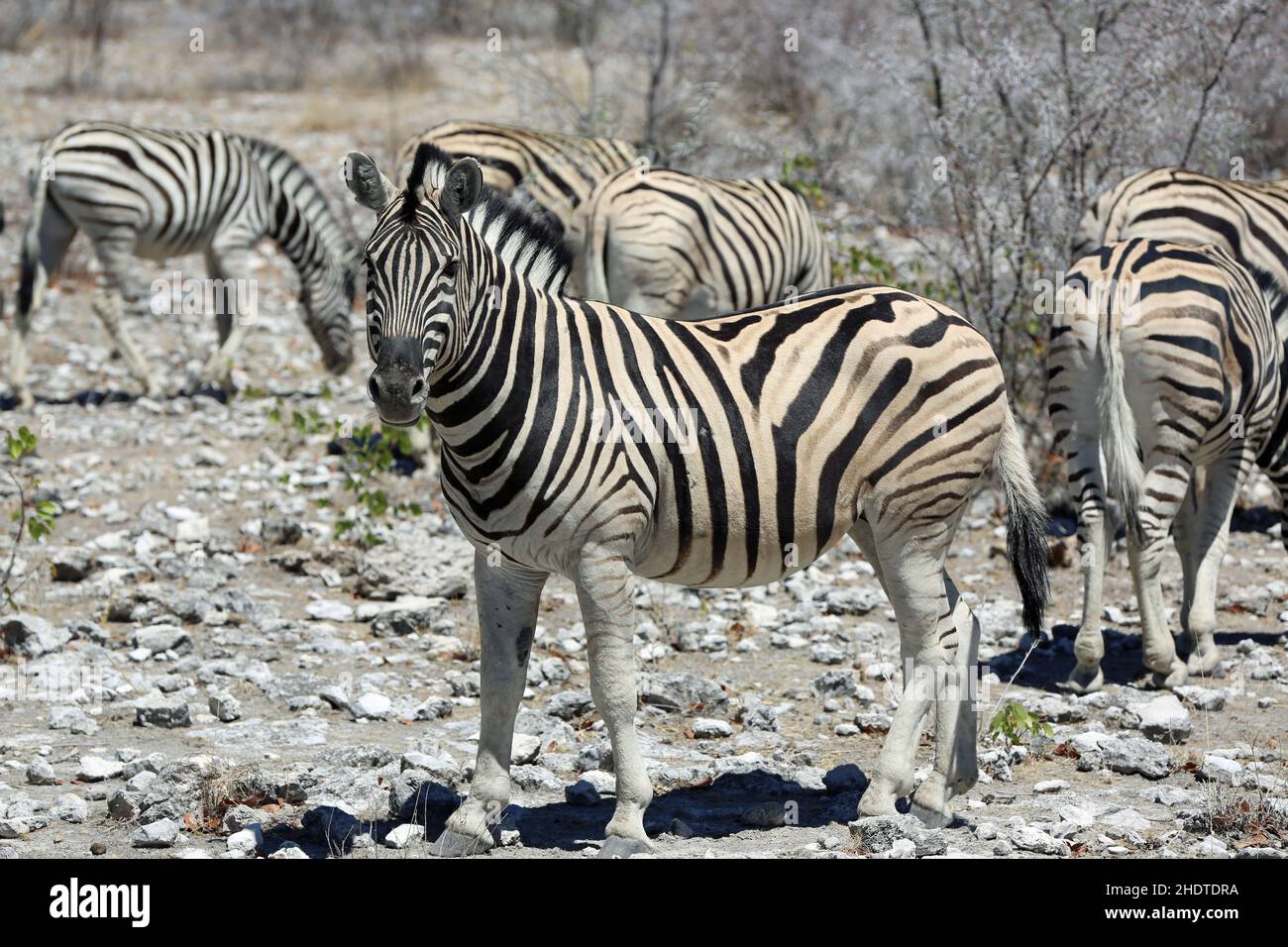 Zebra species hi-res stock photography and images - Alamy