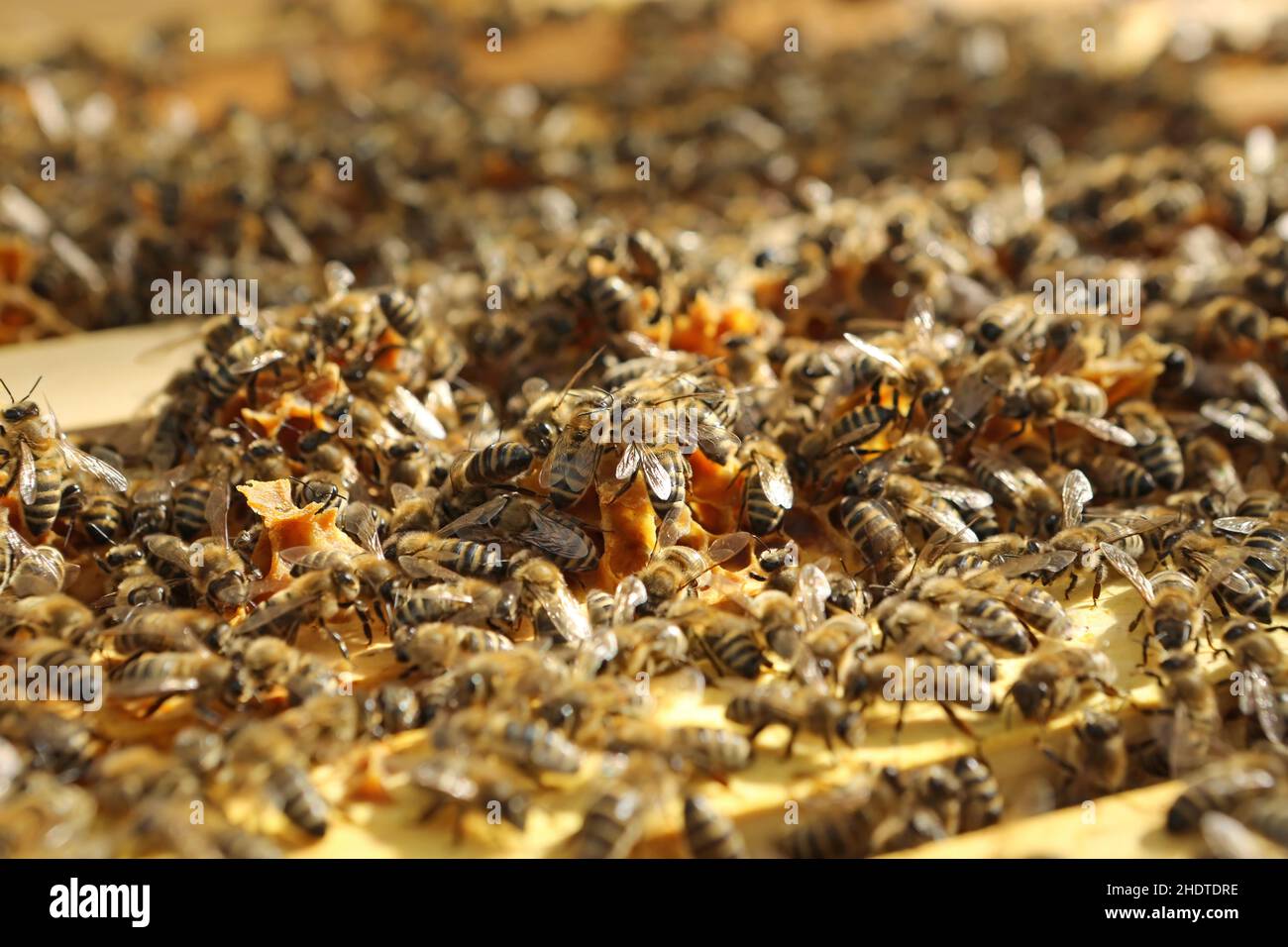 beehive, Honey bee, beehives Stock Photo - Alamy