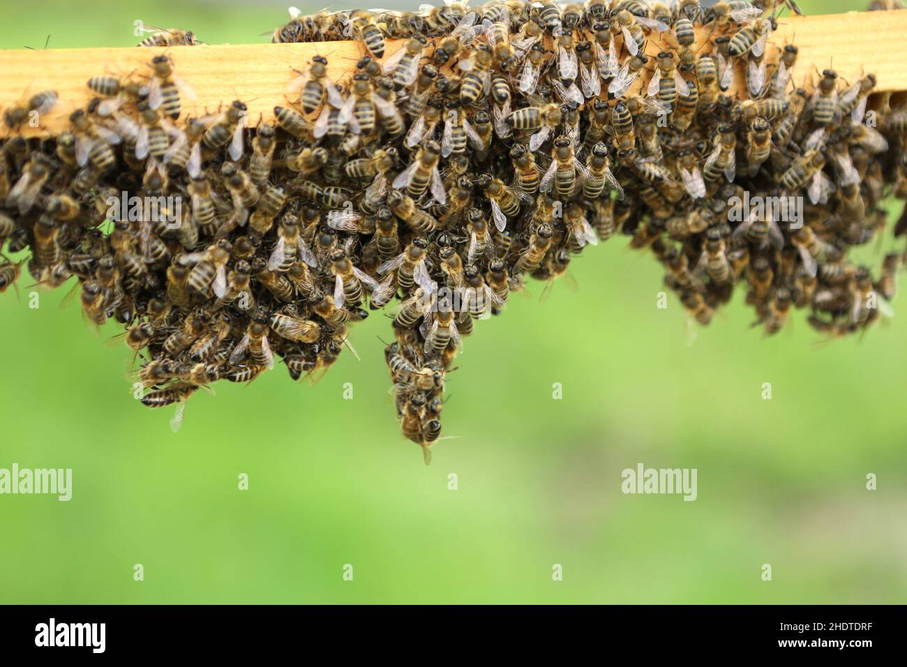 bees, bee colony, bee, bee colonies, beehive Stock Photo - Alamy