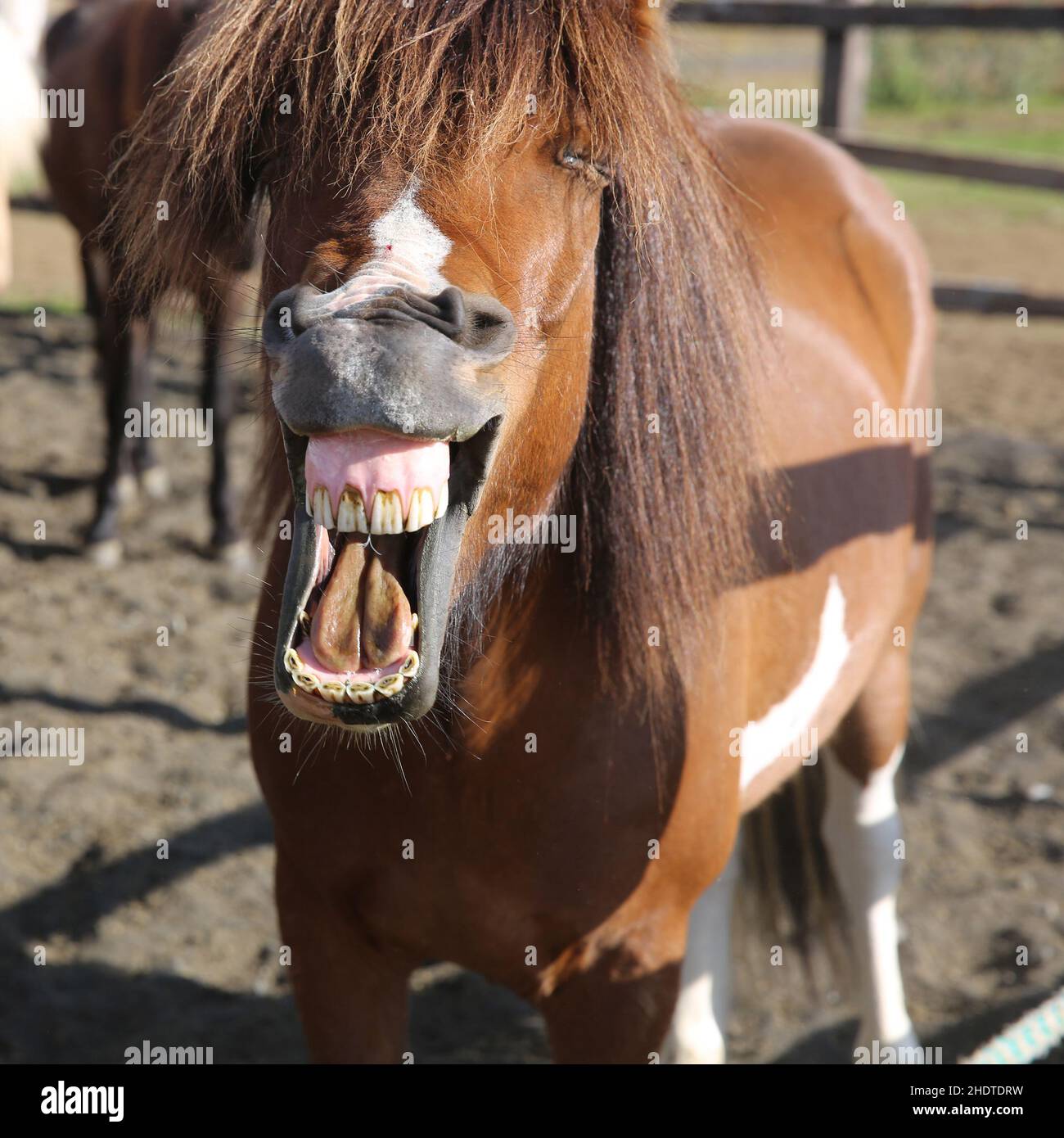 Braying icelandic horses hi-res stock photography and images - Alamy
