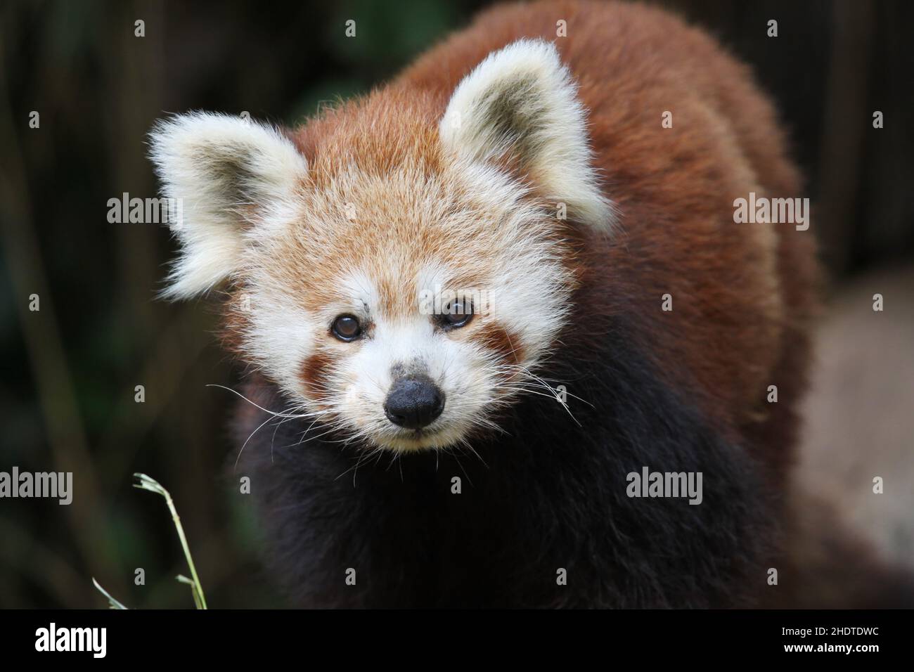 little panda, little pandas Stock Photo - Alamy