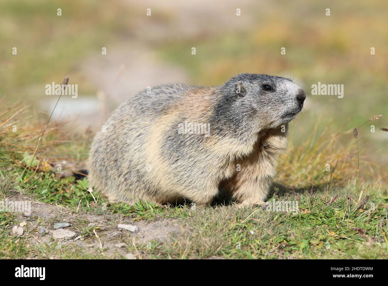 alpine marmot, alpine marmots Stock Photo - Alamy