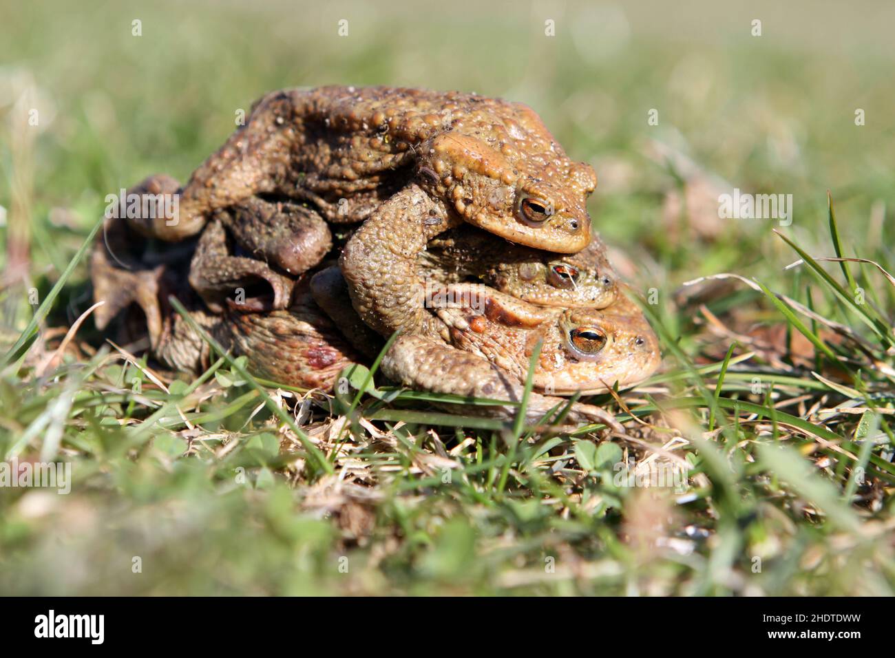 mating, toad, toads Stock Photo - Alamy
