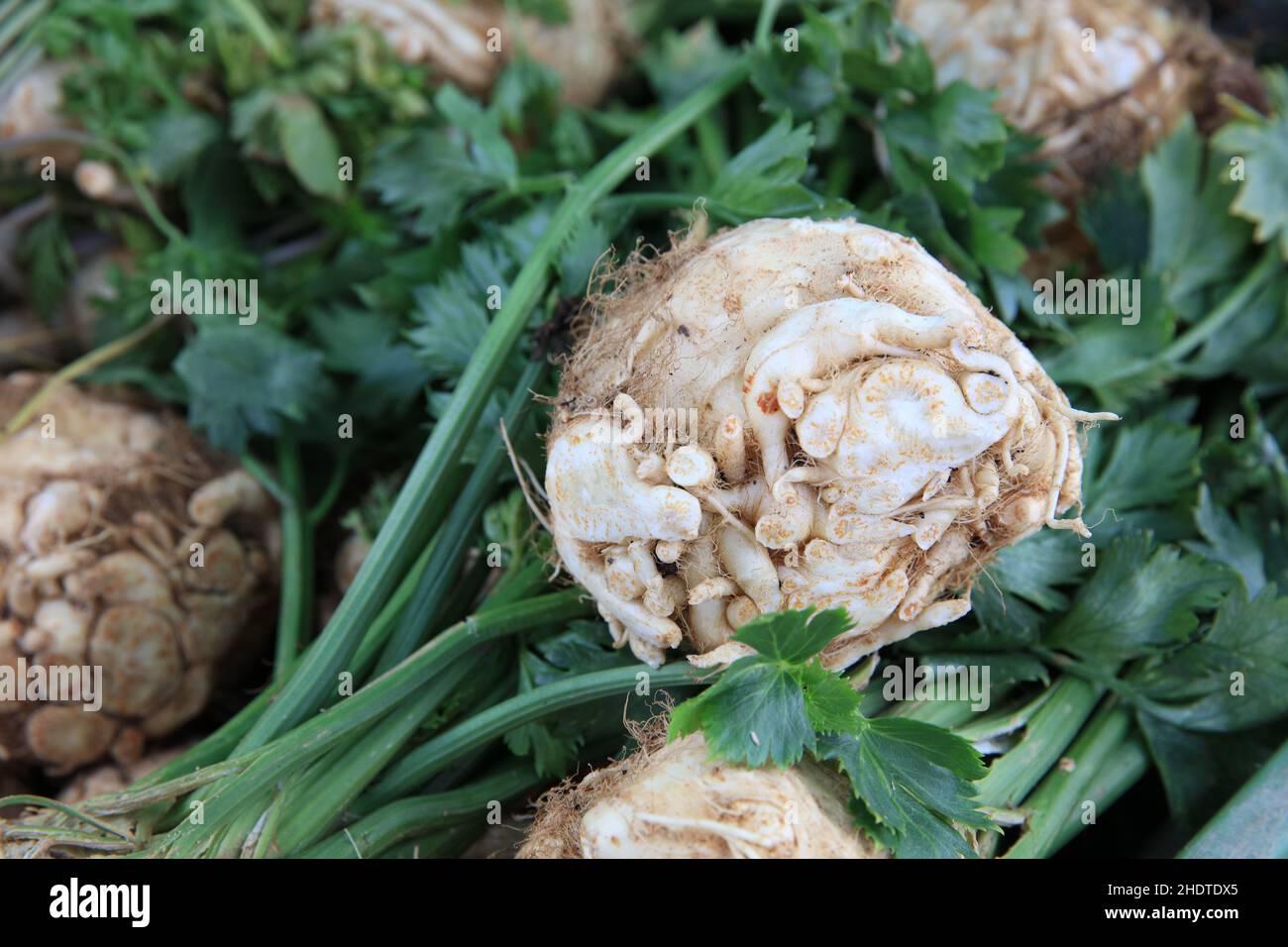 Rod celery hi-res stock photography and images - Alamy