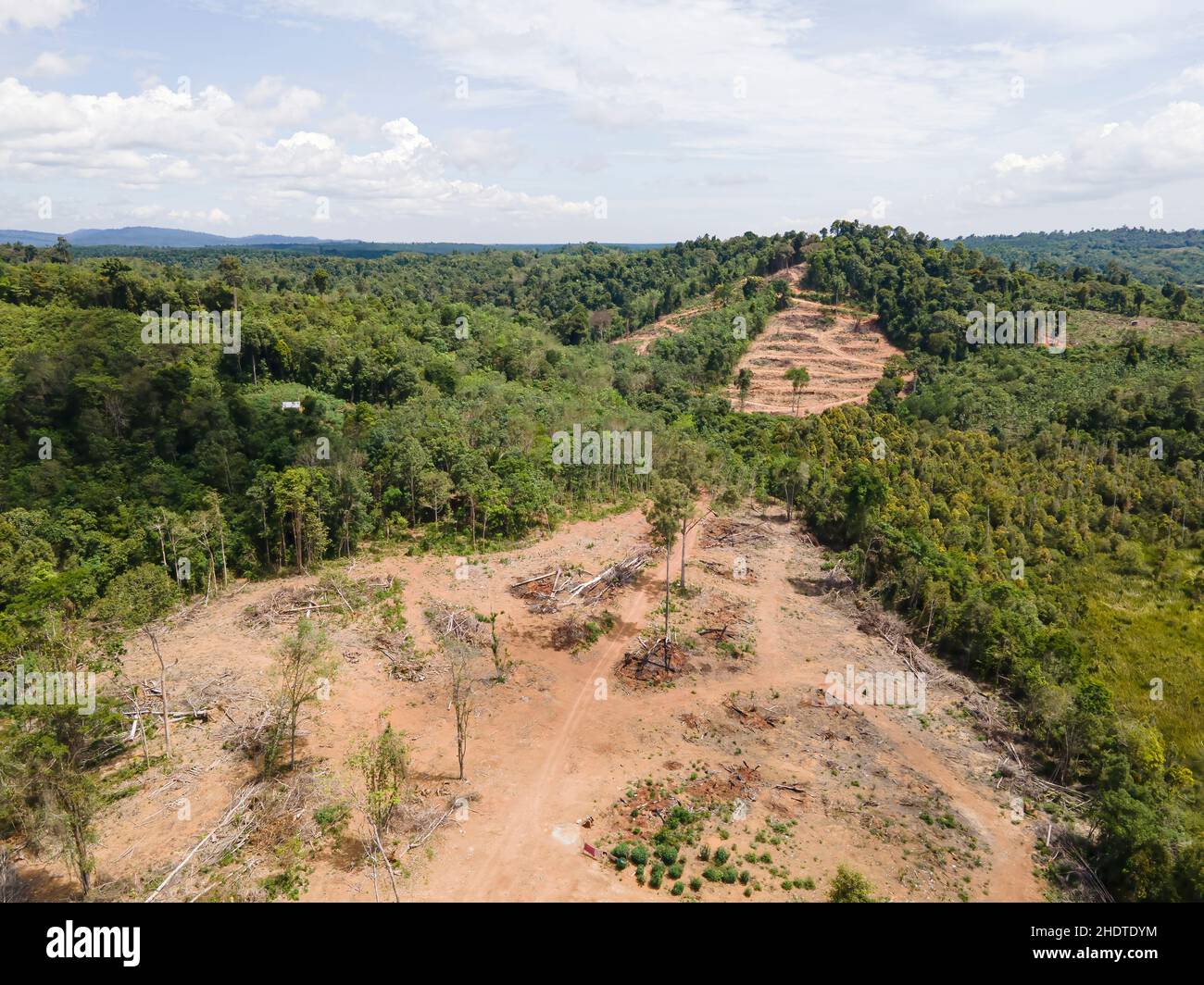 A view of a clearings of trees in the section of the jungle. Selective ...