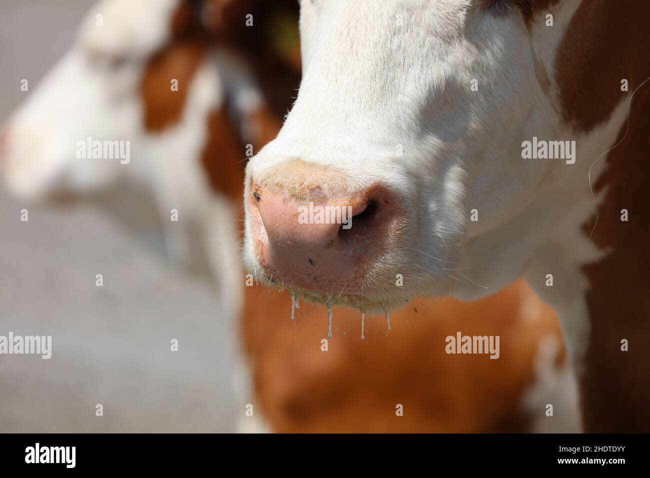 Human salivas hi-res stock photography and images - Alamy