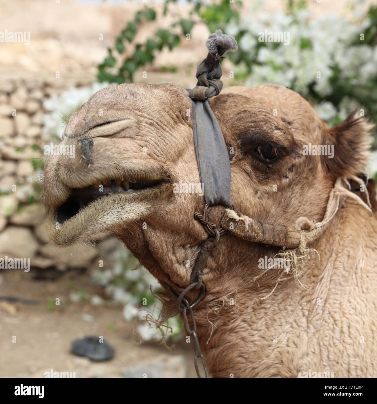 Camel halter hi-res stock photography and images - Alamy