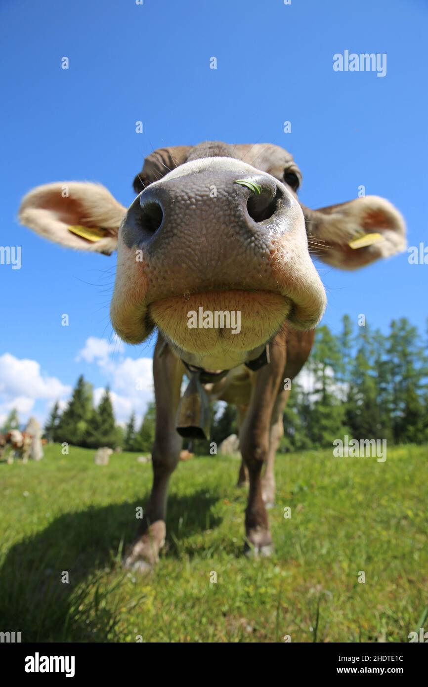 cow, snout, cows, snouts Stock Photo - Alamy
