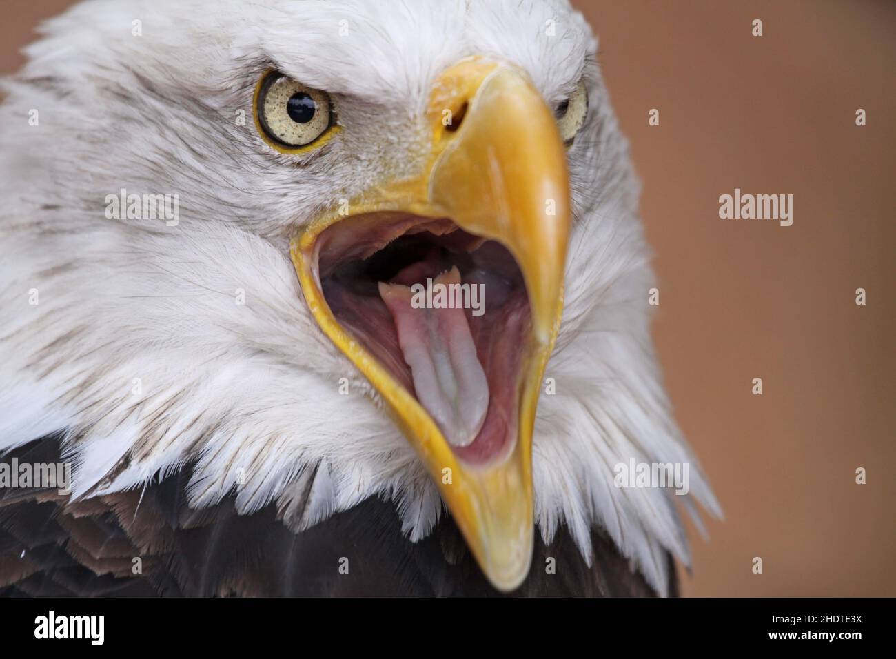 Front view eagle head hi-res stock photography and images - Alamy