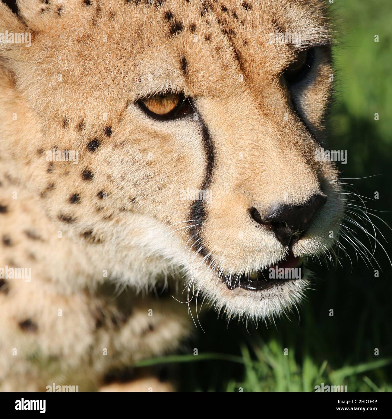 Cheetah heads hi-res stock photography and images - Alamy