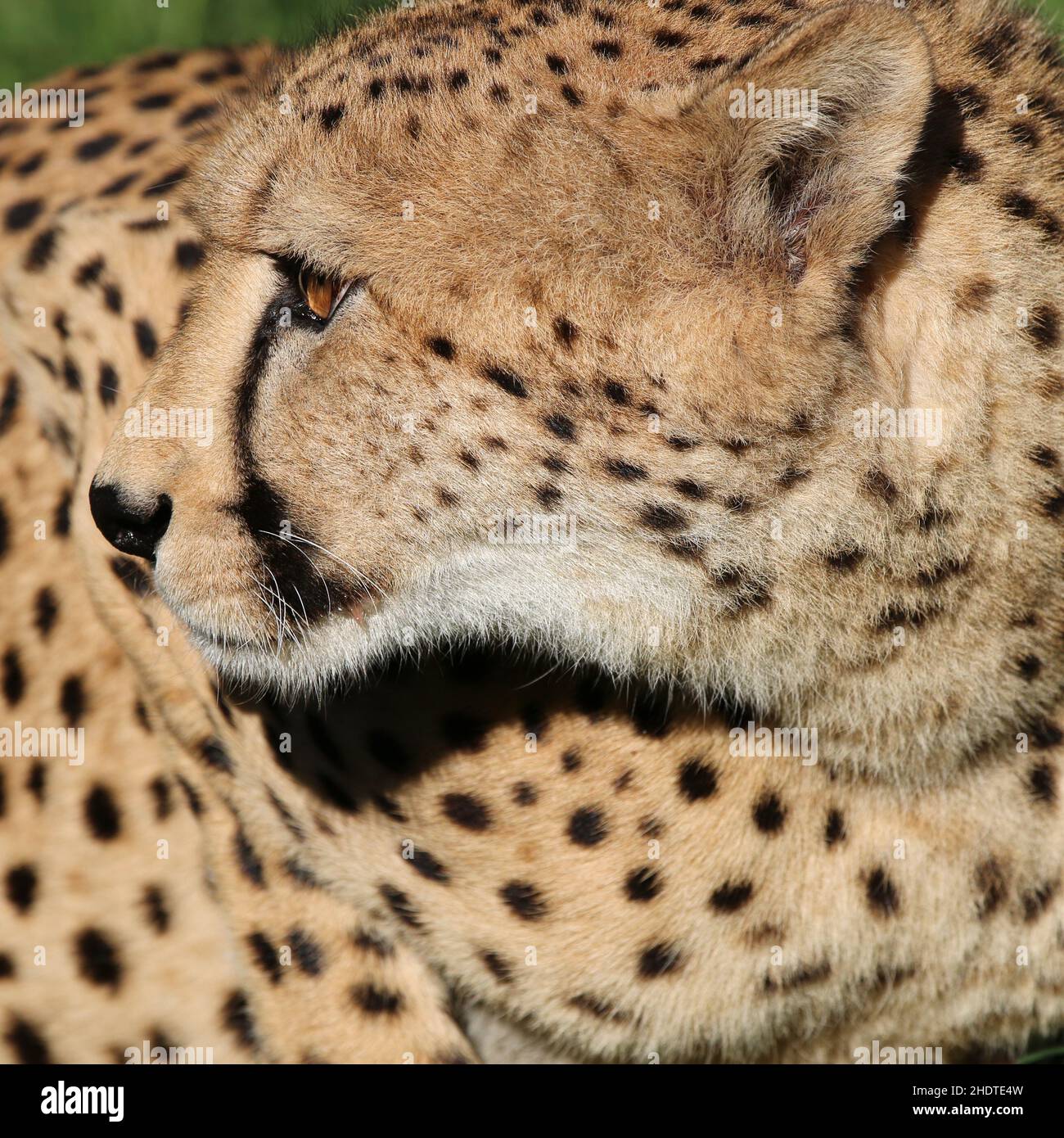 Cheetah colors hi-res stock photography and images - Alamy