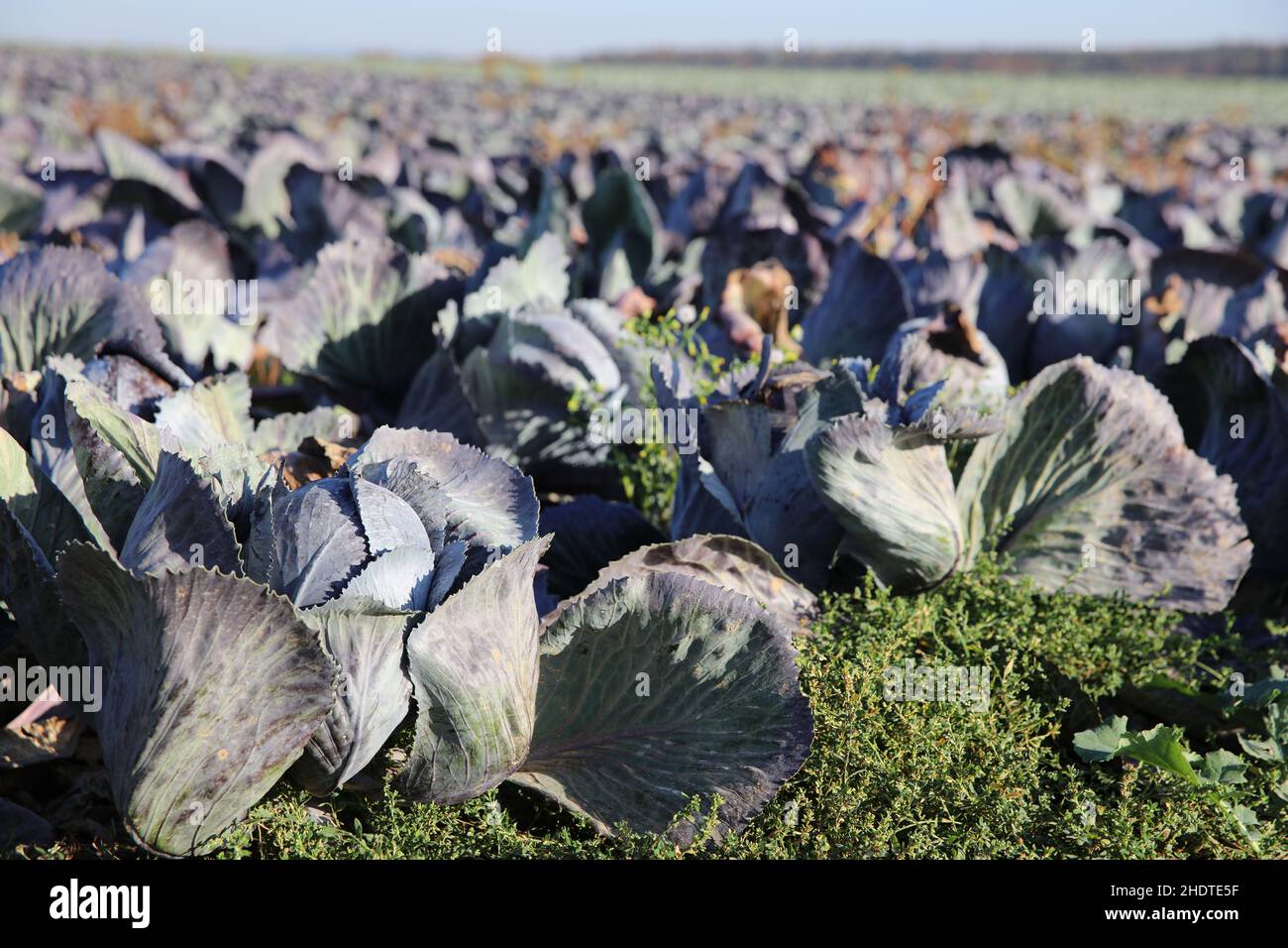 red cabbage field, red cabbage fields Stock Photo - Alamy