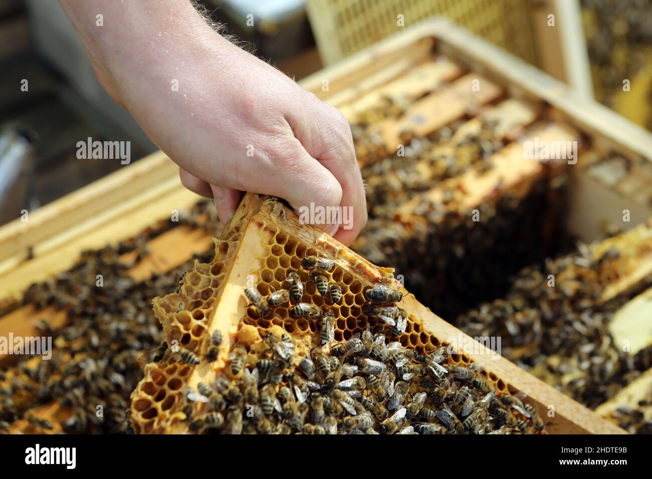 beehive, honeycomb, Honey bee, beehives, honeycombs Stock Photo - Alamy