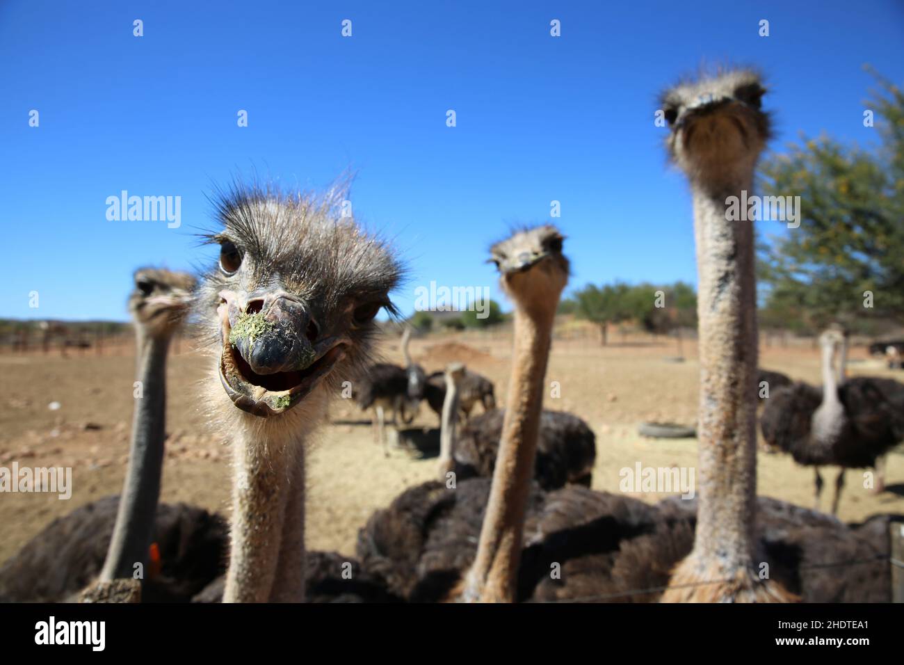 ostrich, karoo, ostrichs Stock Photo - Alamy