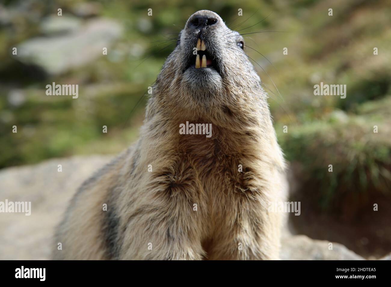 alpine marmot, alpine marmots Stock Photo - Alamy