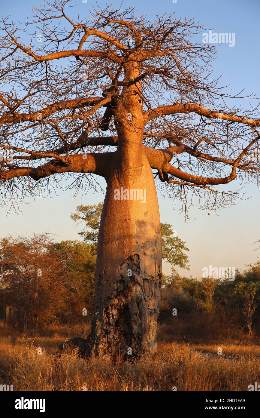 baobab tree, botswana, baobab trees, botswanas Stock Photo - Alamy