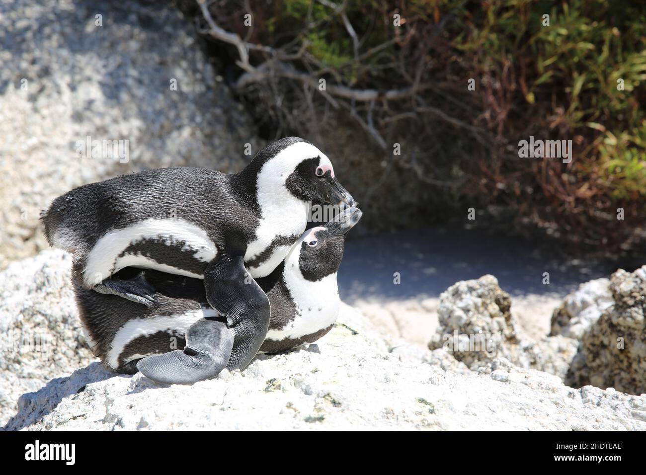 mating, jackass penguin, jackass penguins Stock Photo - Alamy