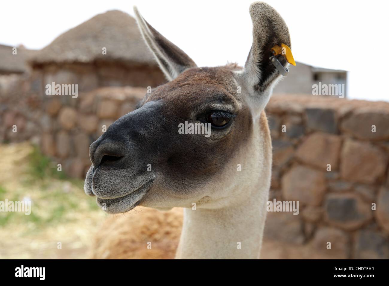 Guanacos hi-res stock photography and images - Alamy