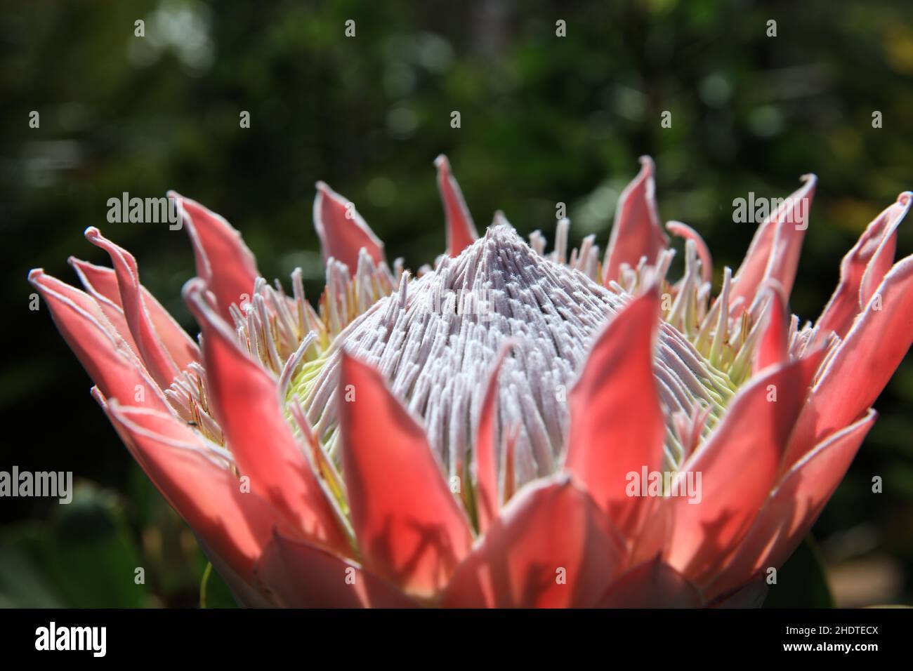 Silver tree protea hi-res stock photography and images - Alamy
