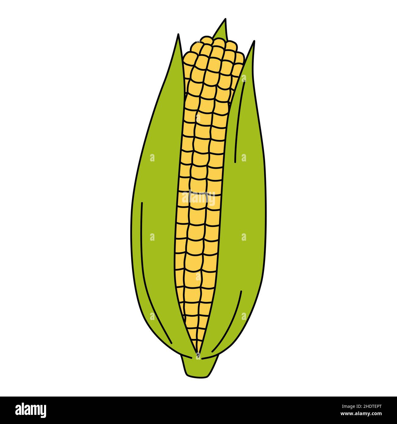 Cartoon maize ear. Vector illustration of mature corn isolated on white ...