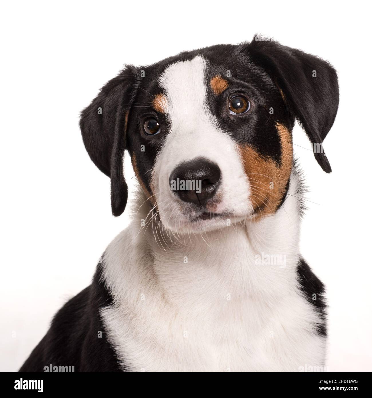 animal portrait, dog, animal portraits, dogs Stock Photo - Alamy