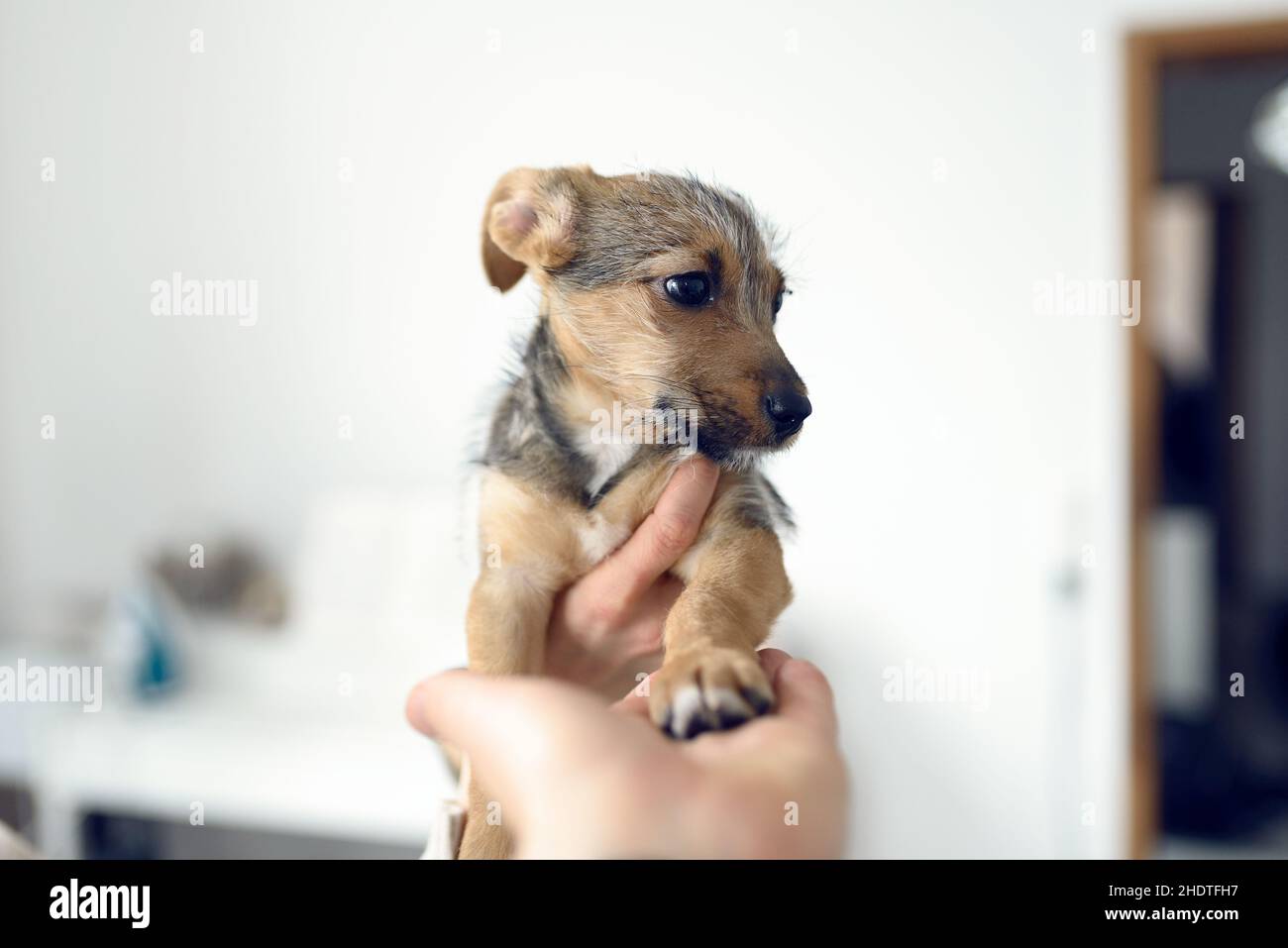 Hold puppy puppies hi-res stock photography and images - Alamy