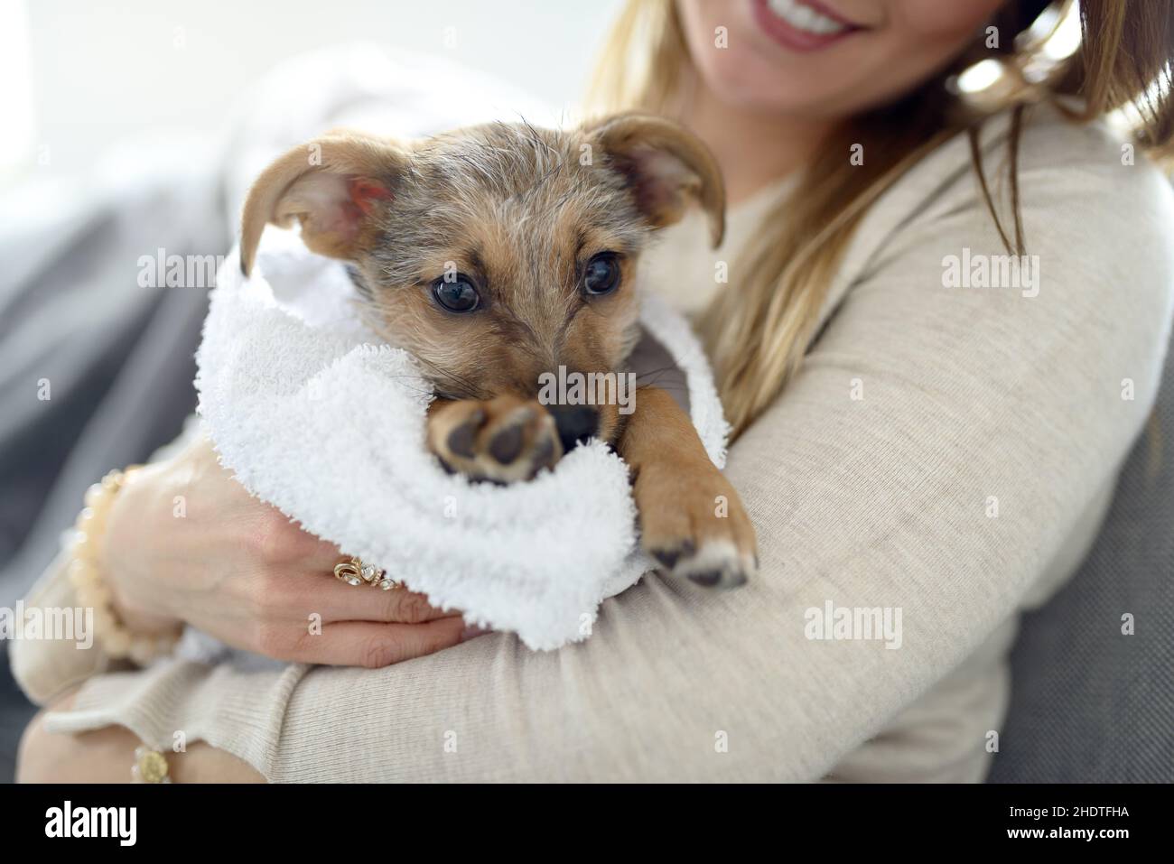 cleaning, puppy, housetrained, clean up, purgation, purge, purification ...