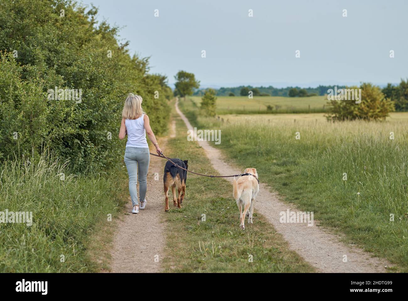 woman, walk, dogs, walk the dog, female, ladies, lady, women, walks ...