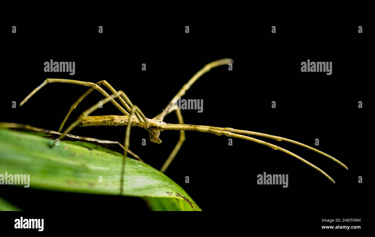 Net casting spider hi-res stock photography and images - Alamy