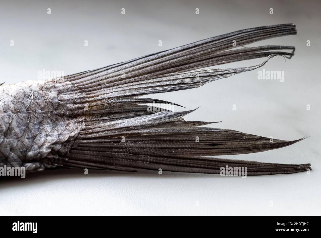 The tail of a dried salted fish lying on the windowsill, close-up Stock ...