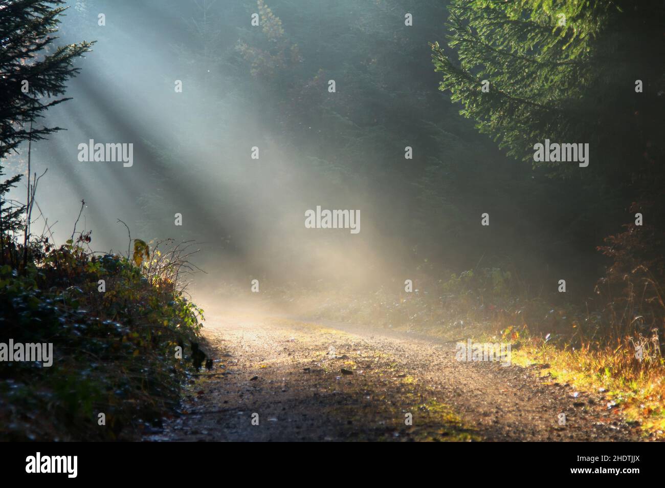 fog, sunbeam, path, fogs, sun ray, sun rays, sunbeams, sunray, sunrays ...