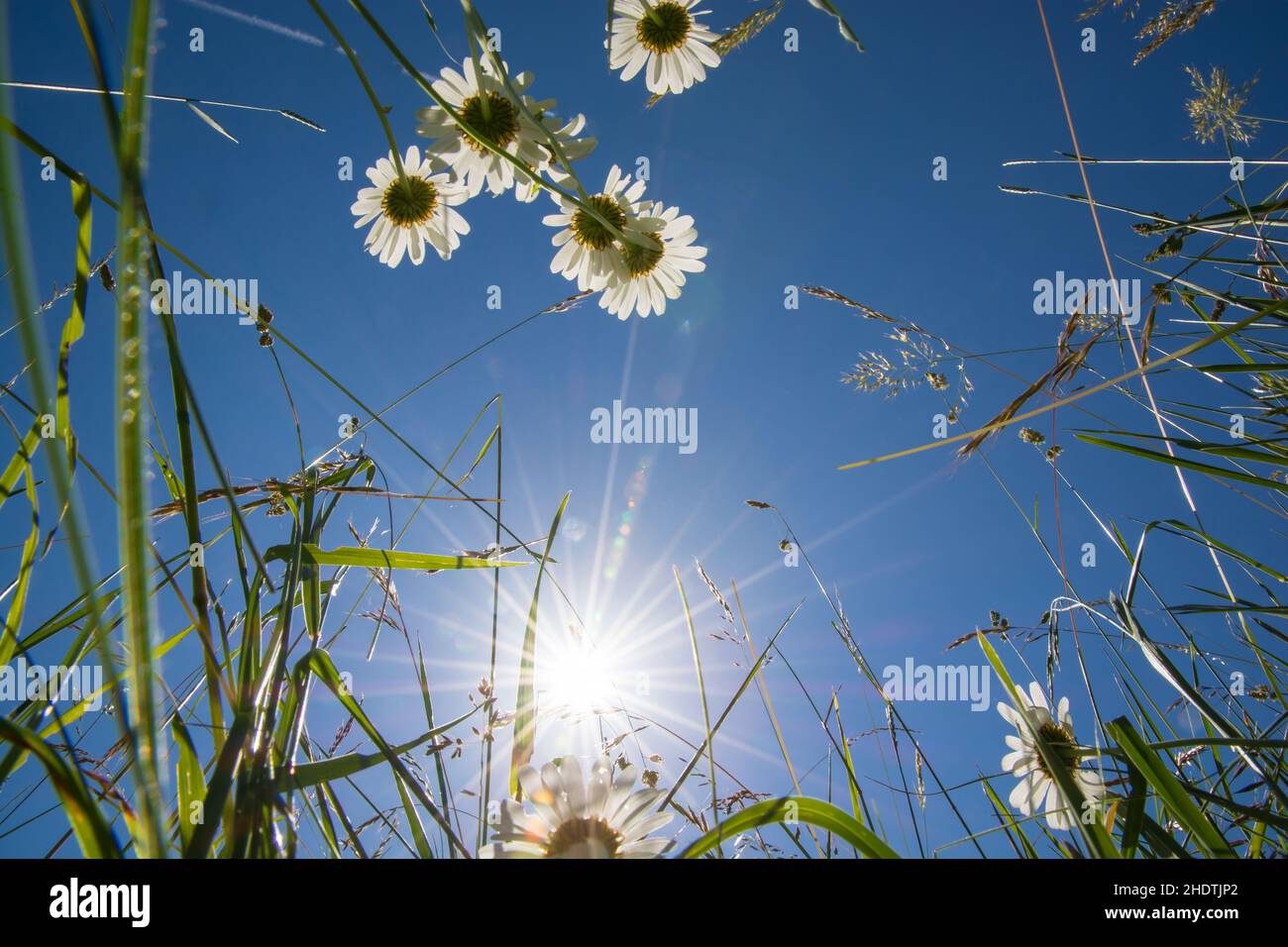 grasses, sunbeams, sun beams, sun ray, sun rays, sunbeam, sunray ...