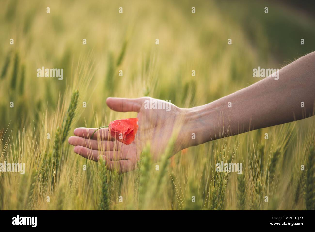 Hand holding poppy hi-res stock photography and images - Alamy