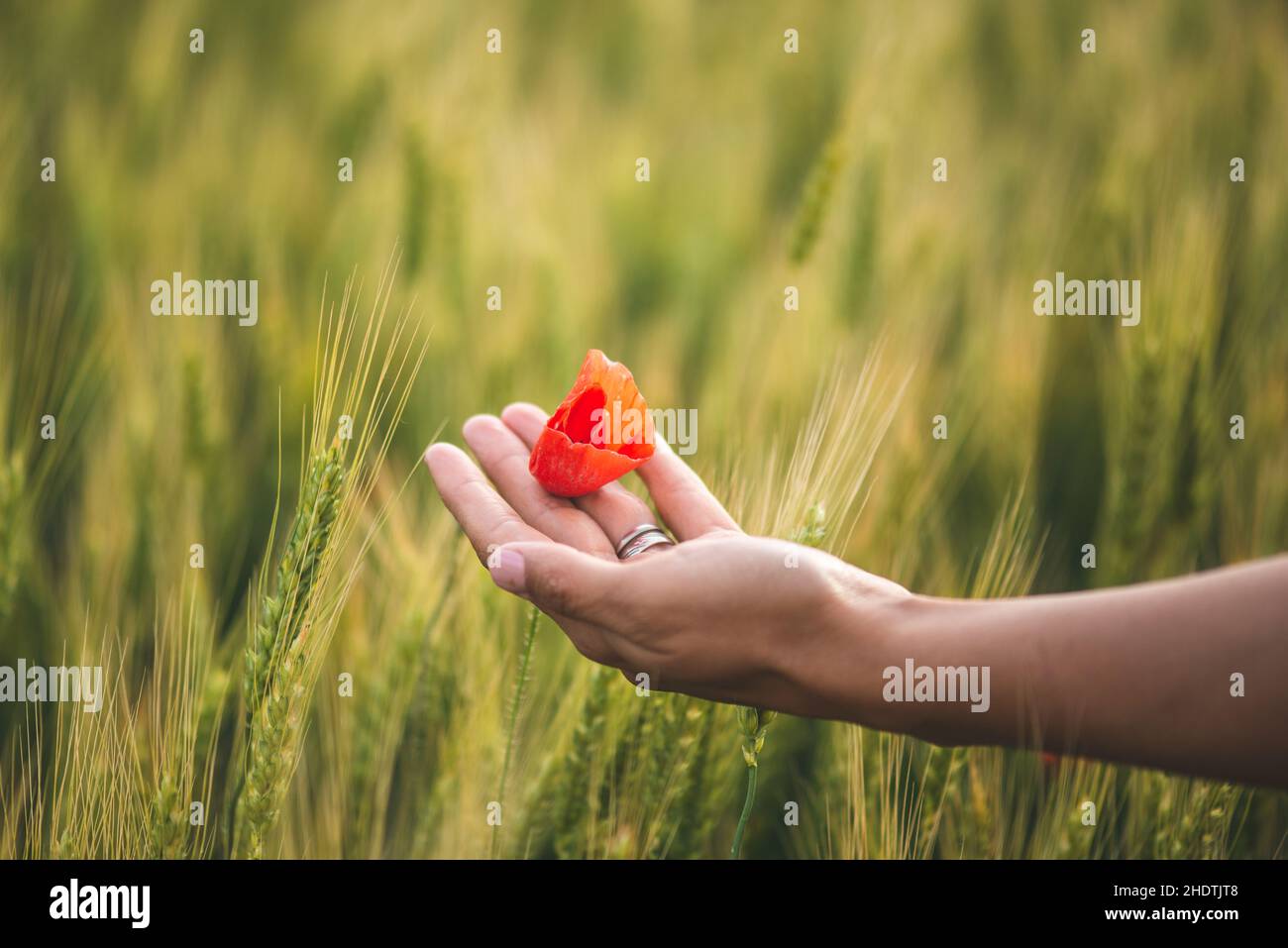 Hand holding poppy hi-res stock photography and images - Alamy