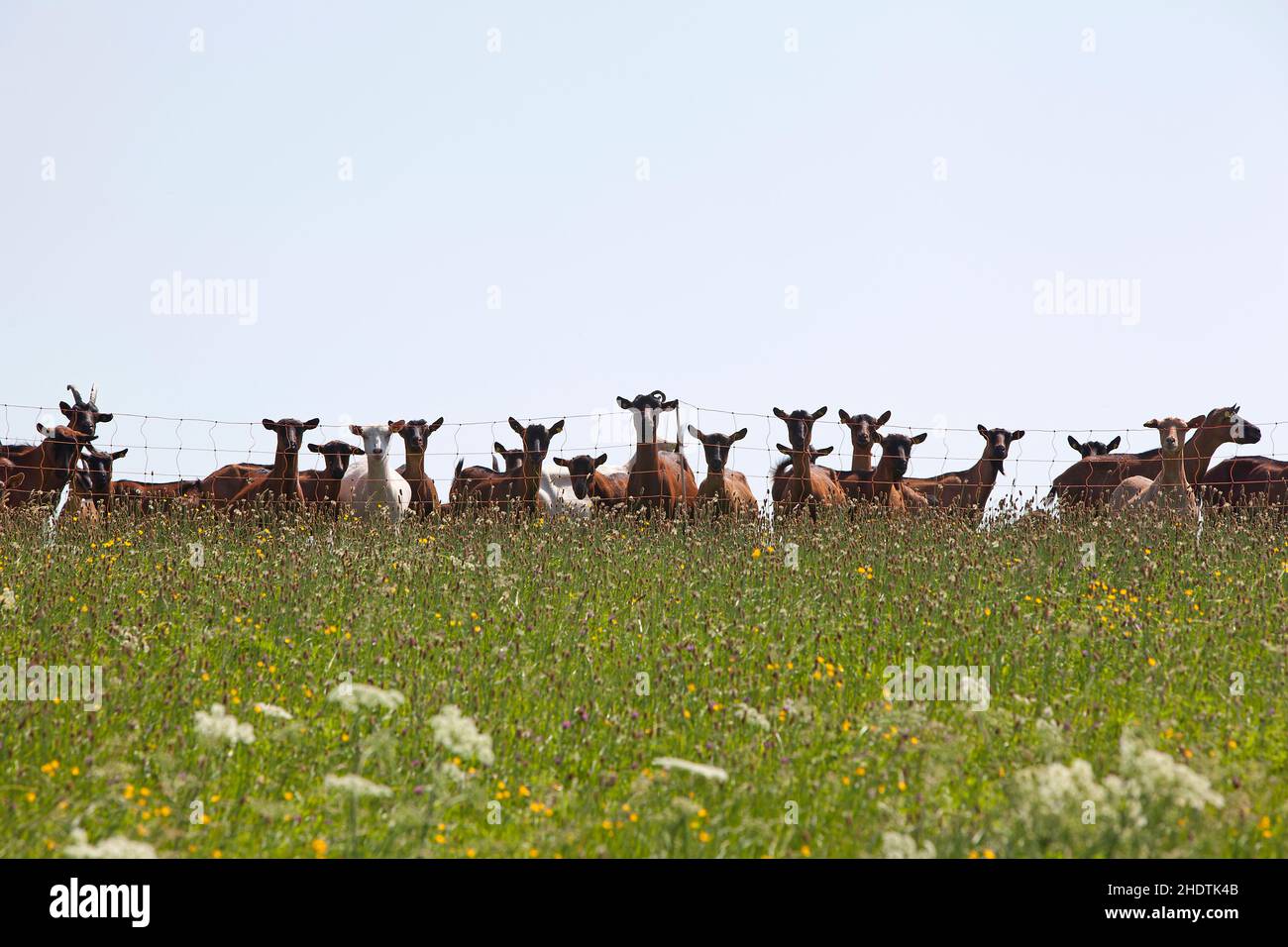 goat herd, goat herds Stock Photo - Alamy