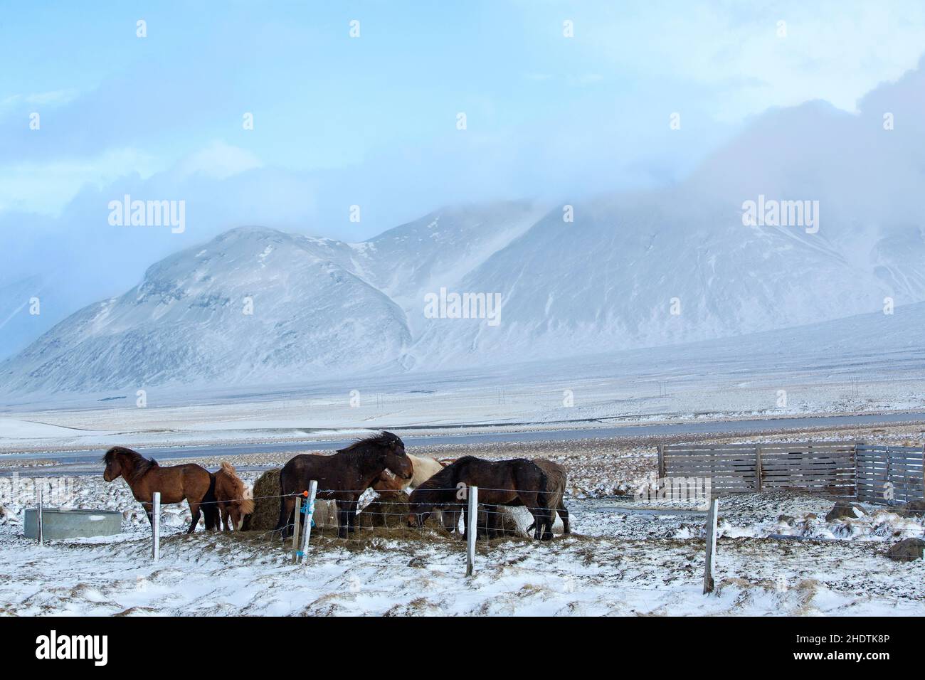 icelandic horse, islandponies Stock Photo - Alamy